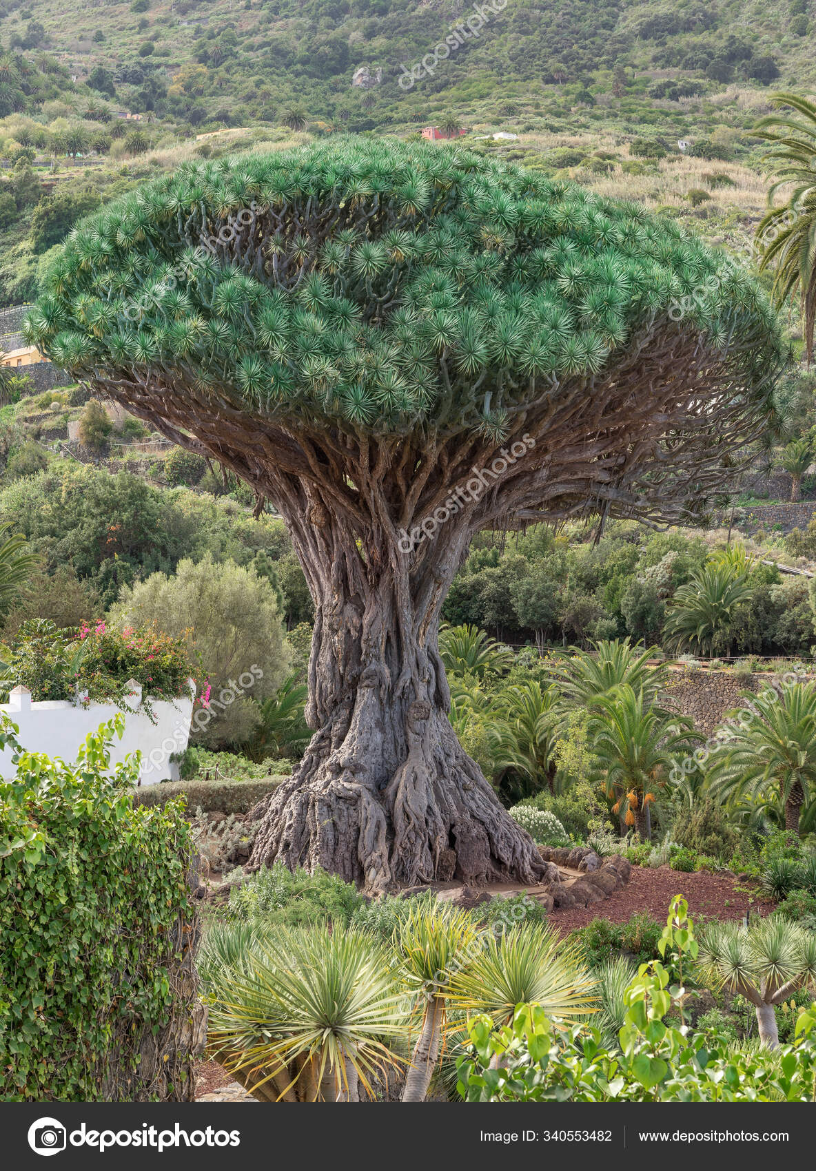 Famous Dragon Tree Drago Milenario Botanical Garden Icod Los Vinos ...