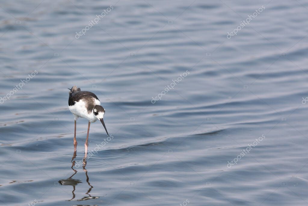 Stilt de necesidad negra flotando en agua en la reserva natural de Baylands, en el norte de ...