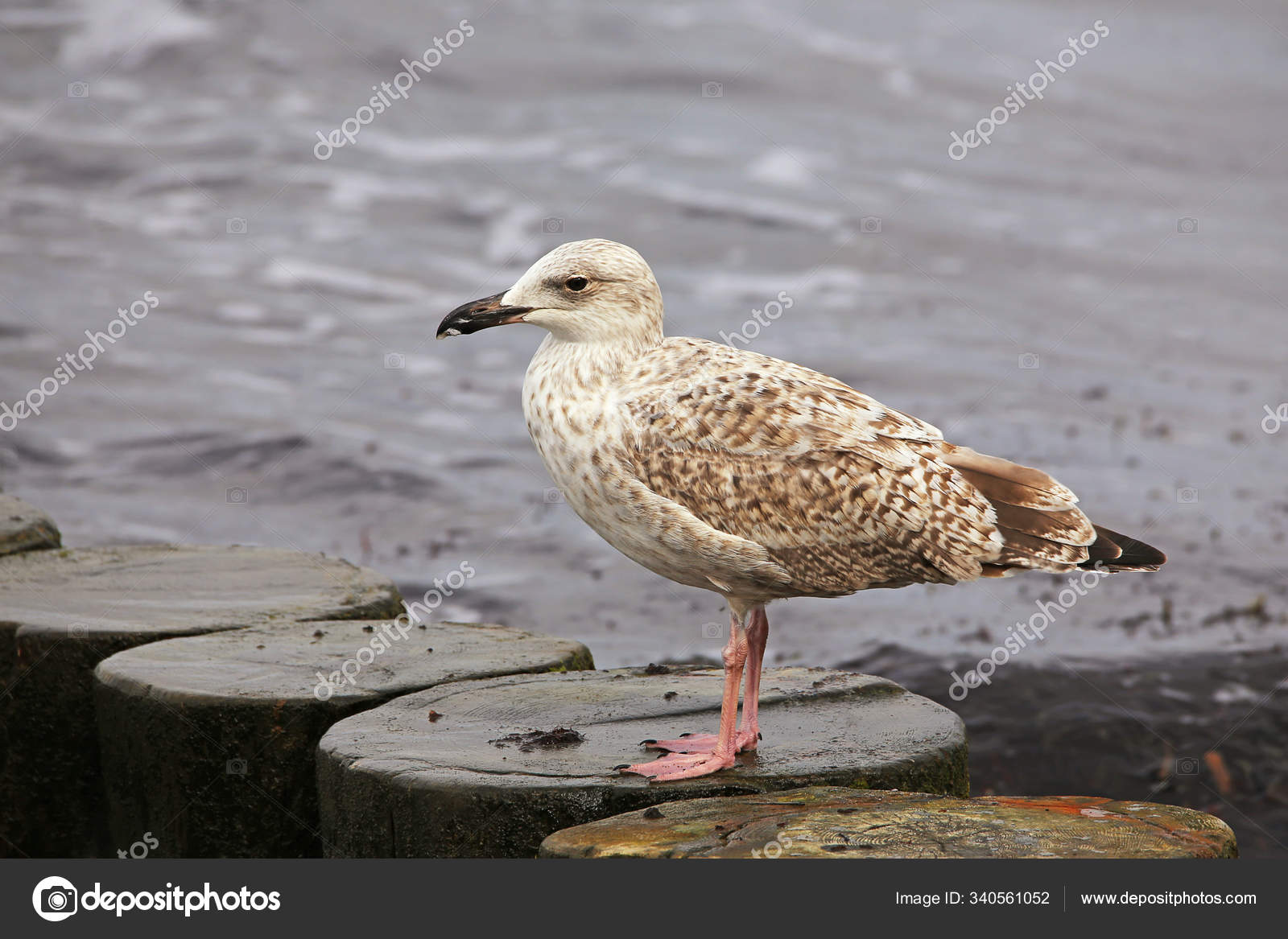 Young Seagull