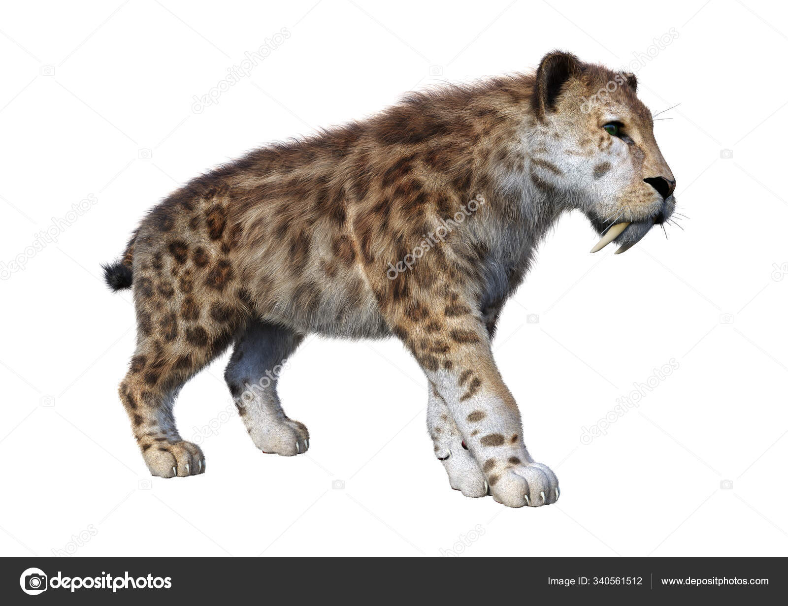 Rendering Sabertooth Tiger Isolated White Background — Stock Photo ...