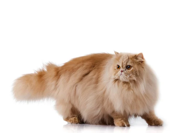 Persian dog Stock Photos, Royalty Free Persian dog Images | Depositphotos