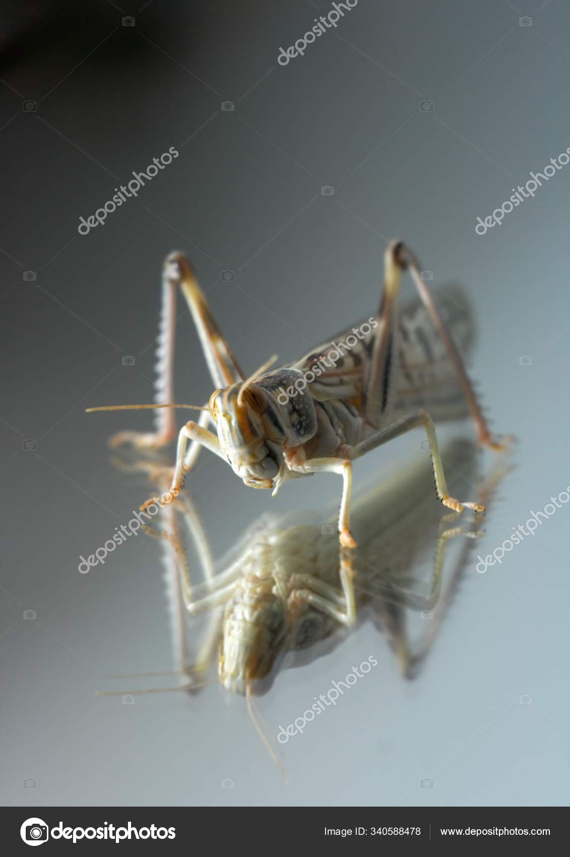 Closeup Grasshopper Standing Reflective Surface — Stock Photo ...