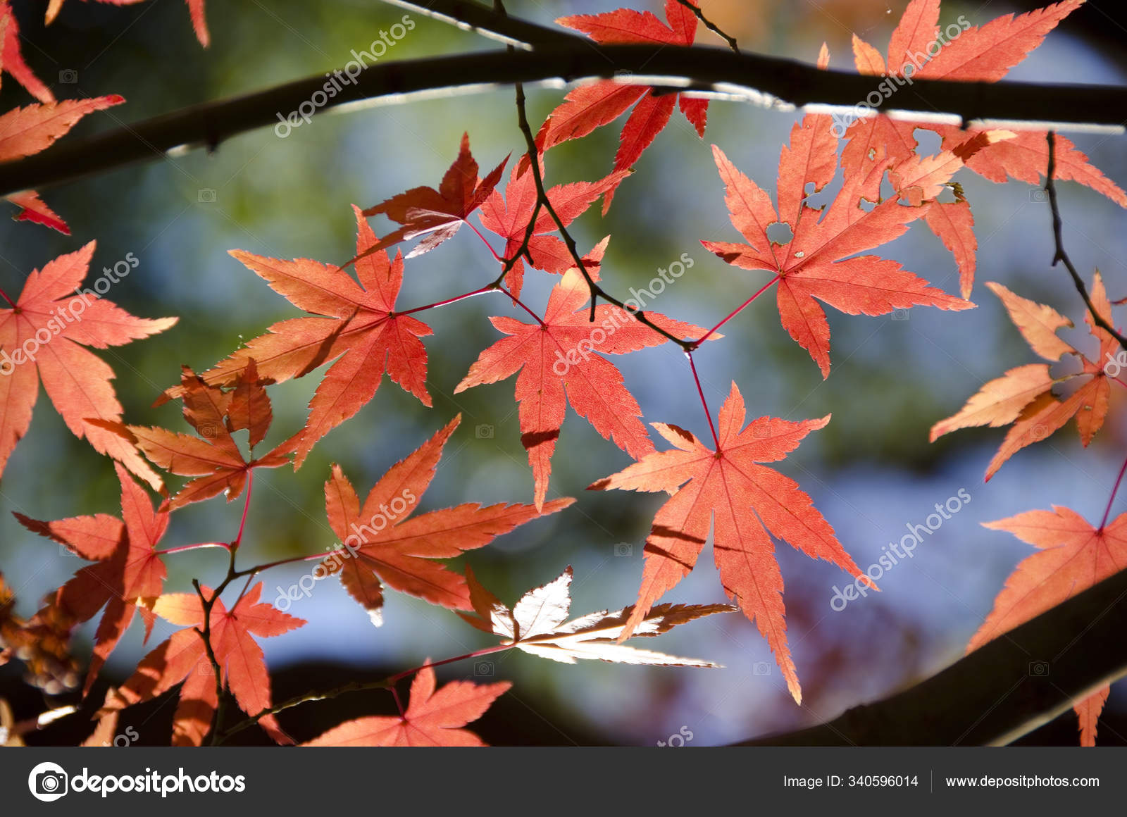 Japanese Maple Tree Leaves Foliage Flora — Stock Photo ...