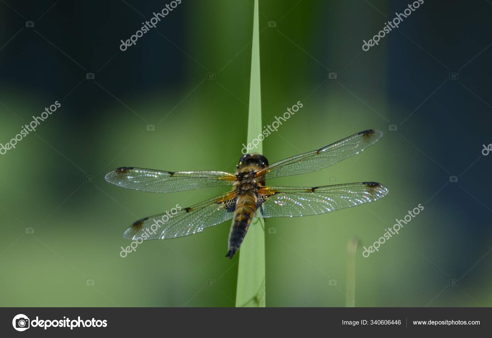 Fly Dragonfly Insect Odonata Fauna Stock Photo by ©PantherMediaSeller ...