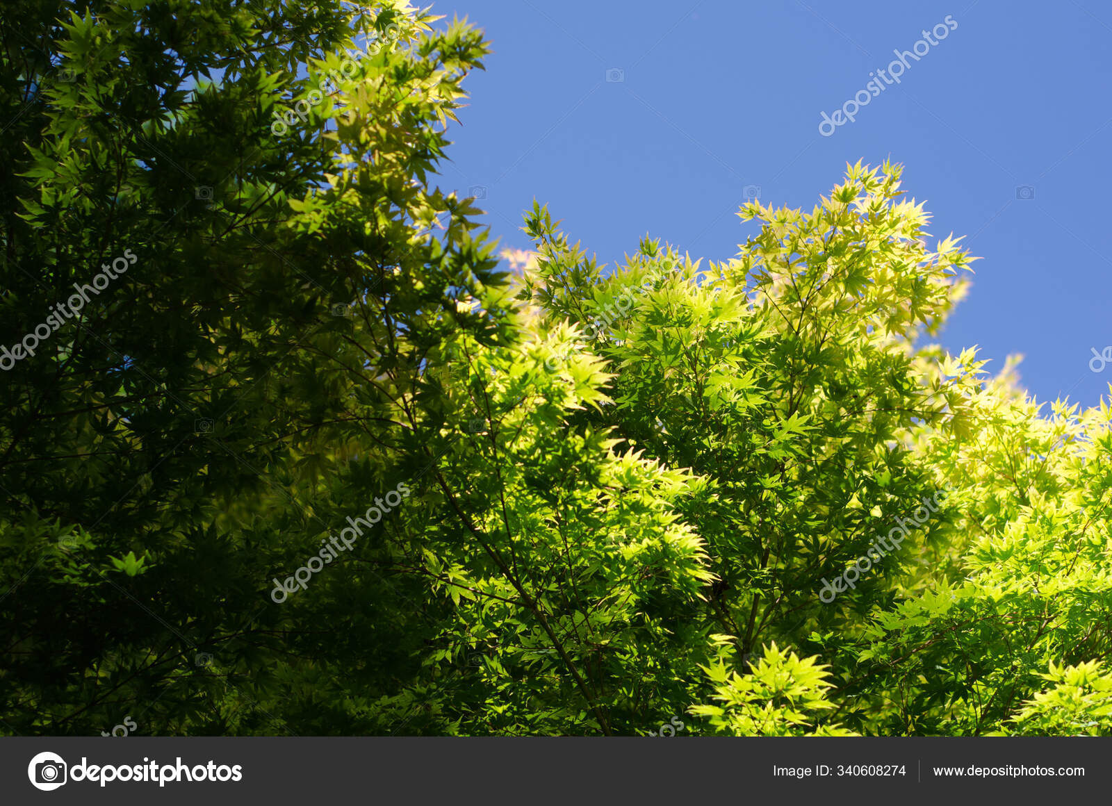 Close Cluster Japanes Maple Tree Leaves Clear Blue Sky Background ...