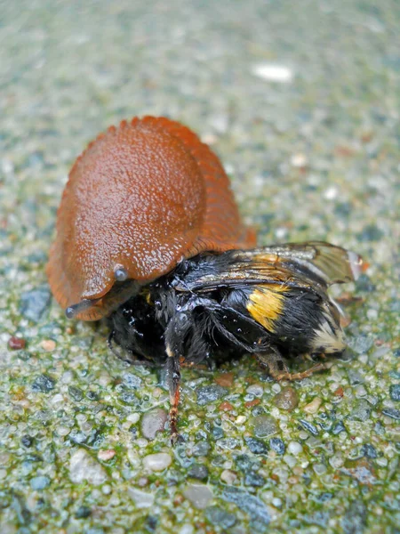 Bumblebee snail Stock Photos, Royalty Free Bumblebee snail Images ...