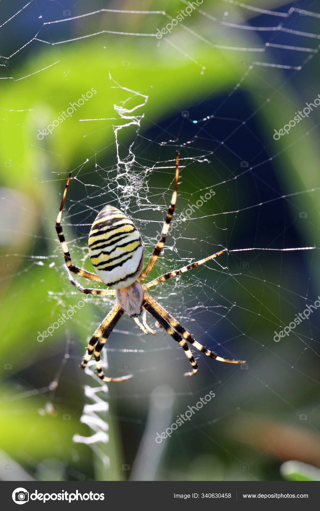 Details Argiope Spider Web Stock Photo by ©PantherMediaSeller 340630458