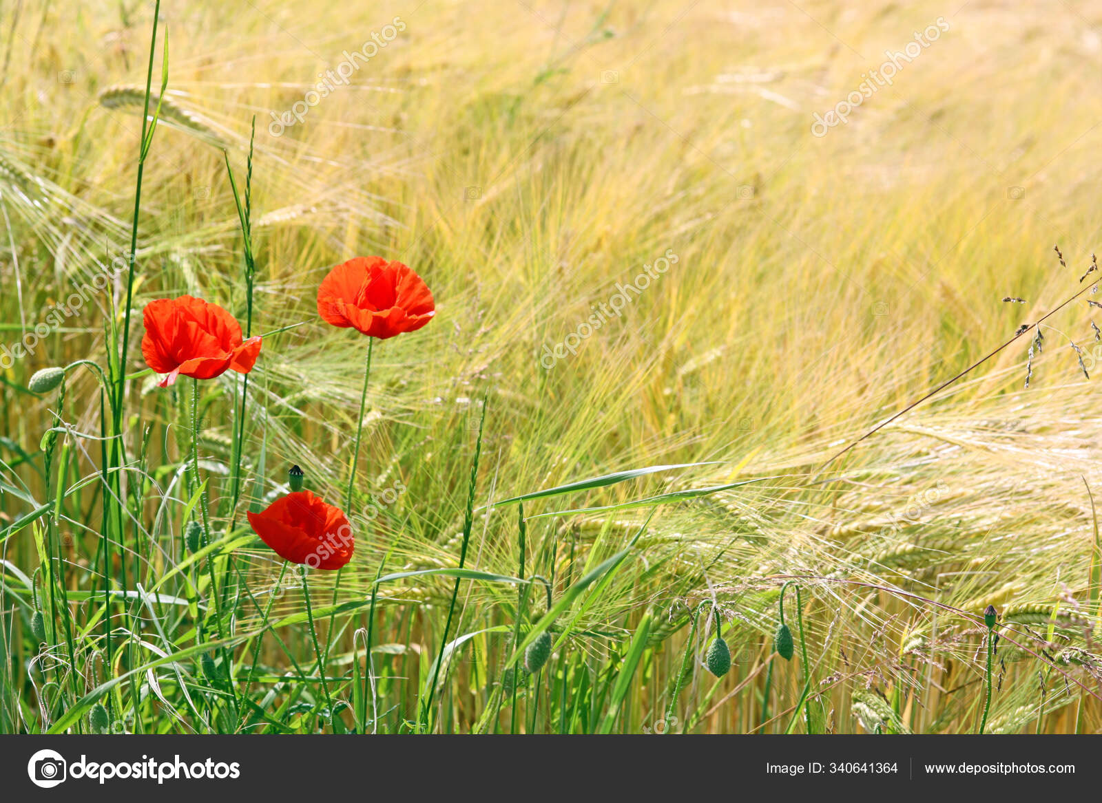 Beautiful Poppies Flowers Background Stock Photo by ©PantherMediaSeller ...