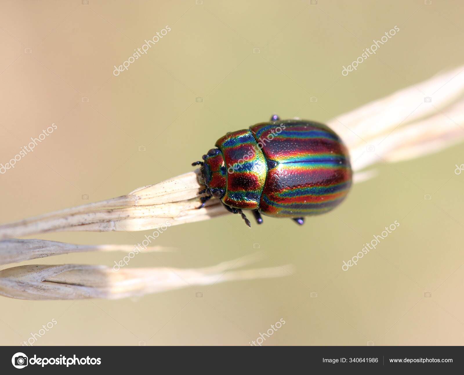 Rainbow Leaf Beetle Chrysolina Cerealis — Stock Photo ...