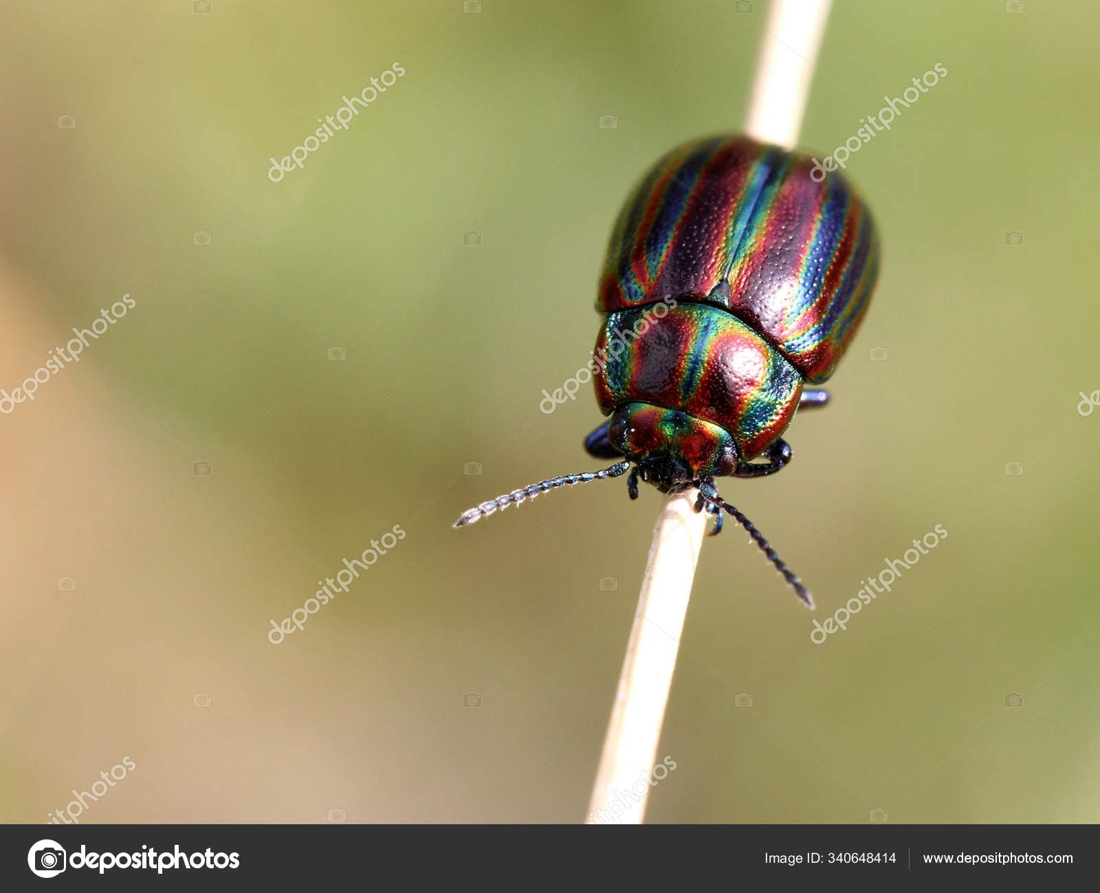 Rainbow Leaf Beetle