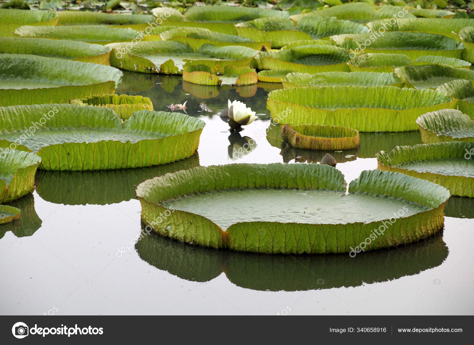 Giant Lily Pads Amazon