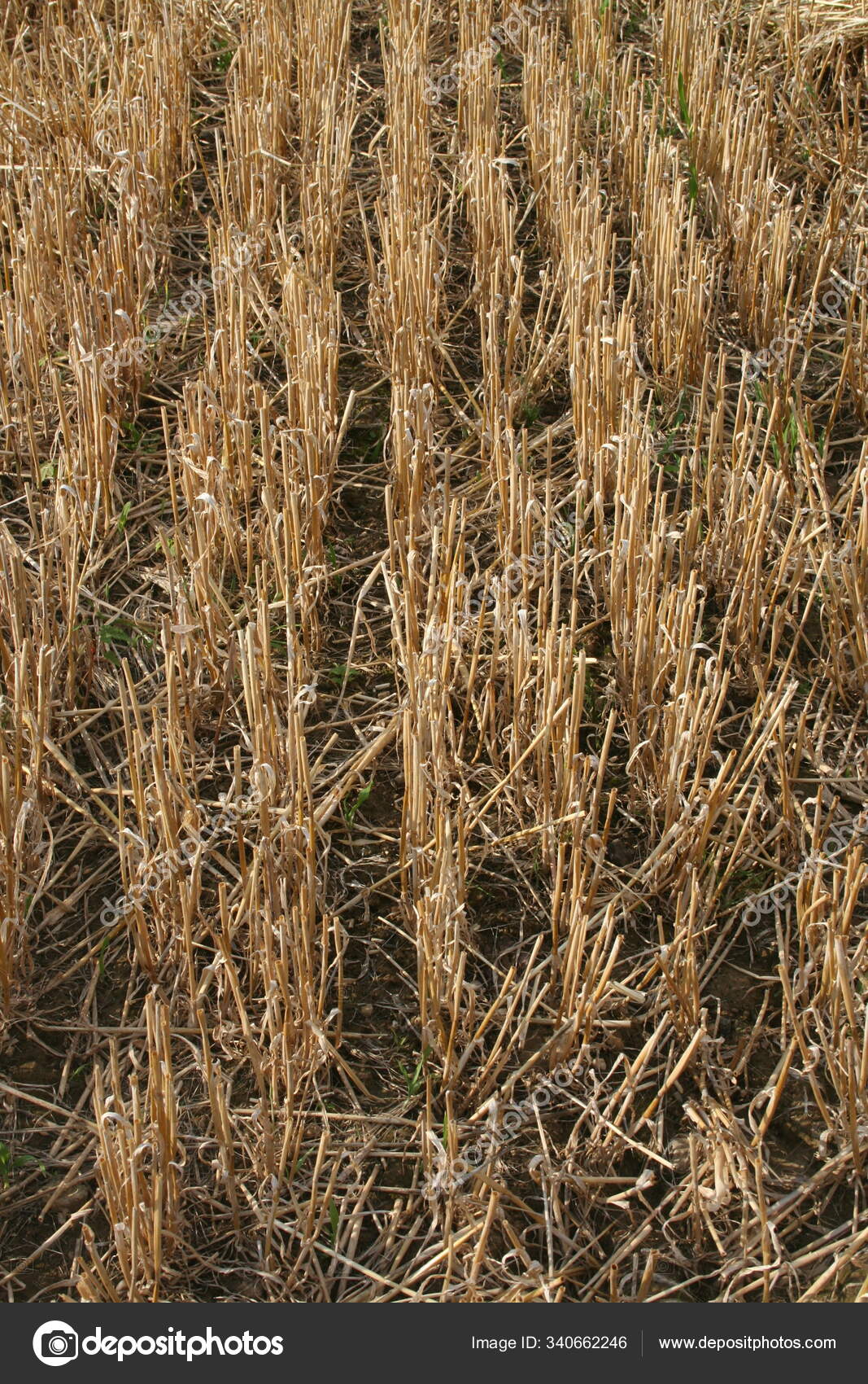 Agriculture Field Grass — Stock Photo © PantherMediaSeller #340662246