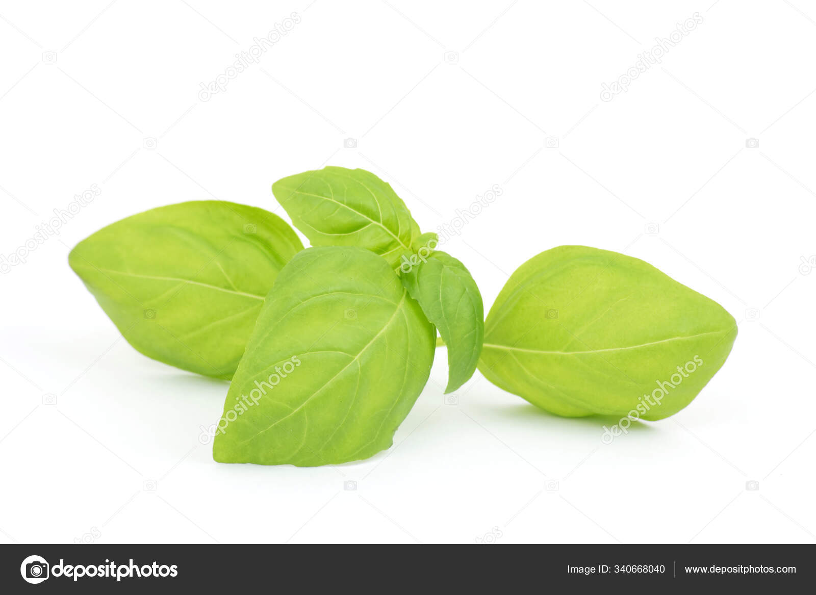 Fresh Basil White Background — Stock Photo © PantherMediaSeller #340668040