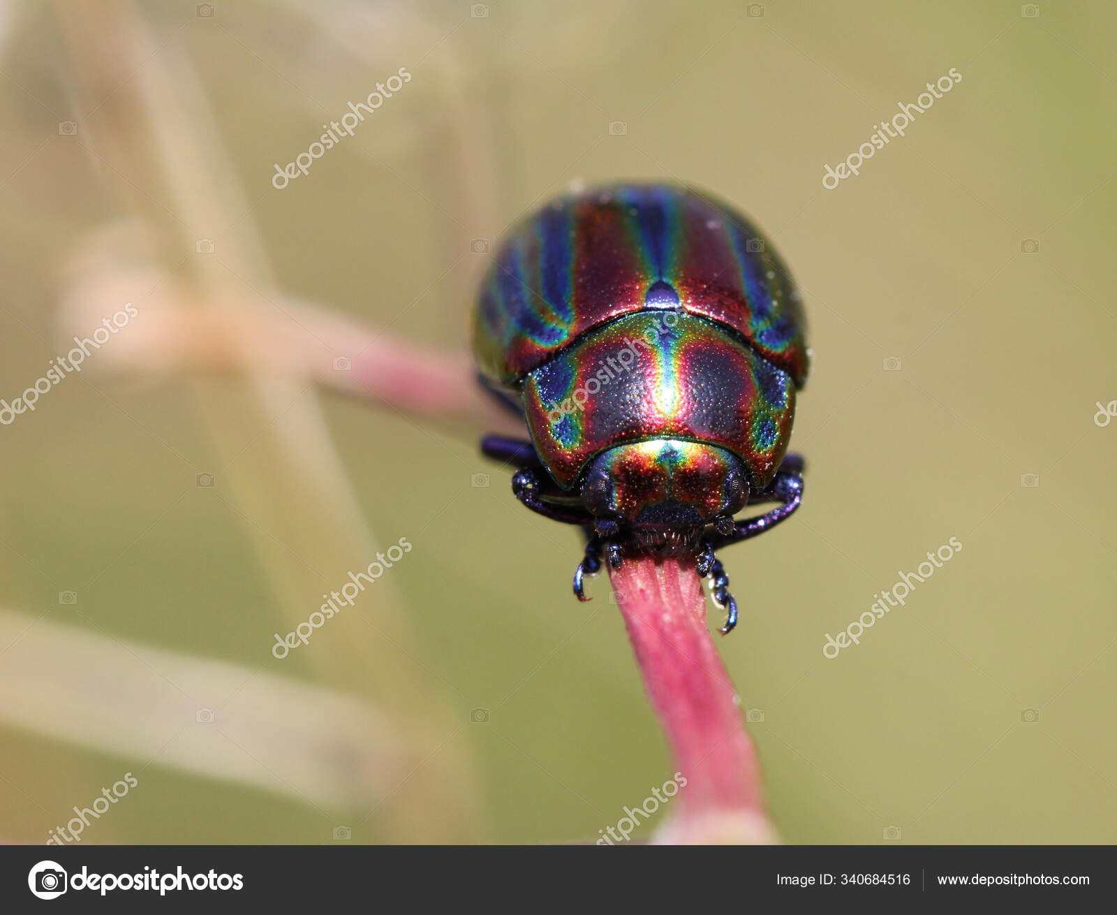 Rainbow Leaf Beetle