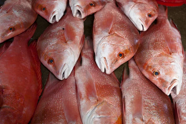 Red snapper fish Stock Photos, Royalty Free Red snapper fish Images ...