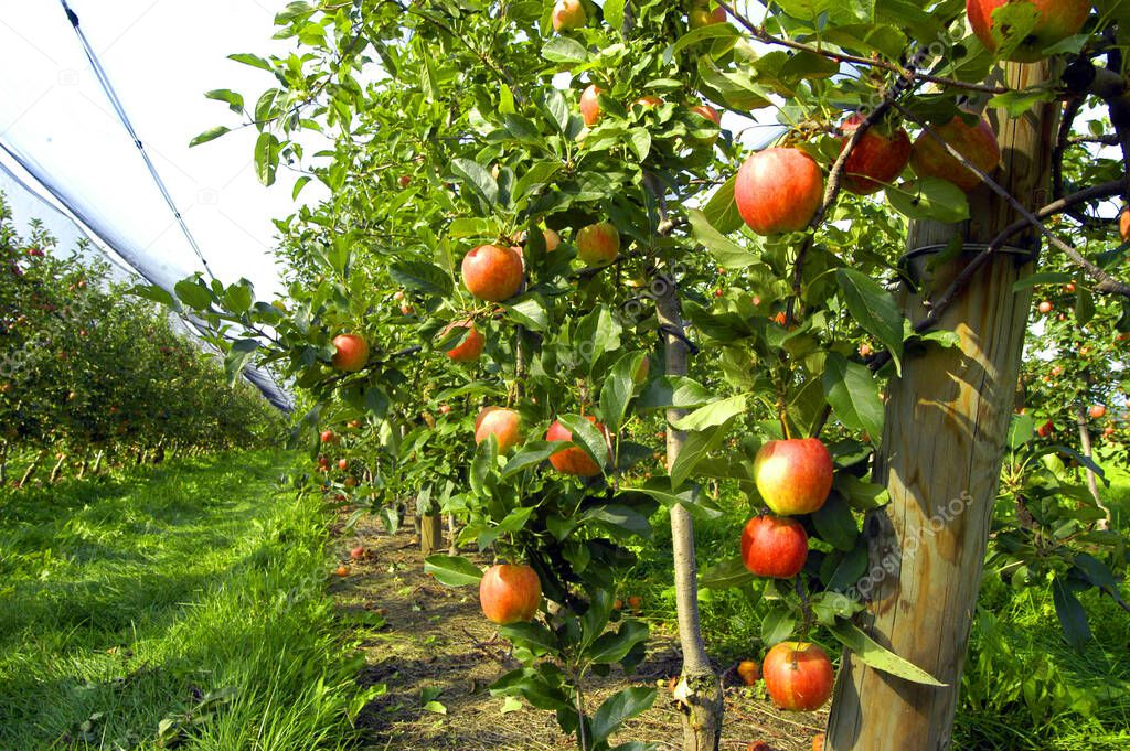 manzano, manzana, fruta, fruta, fruta, planta, plantas 2023