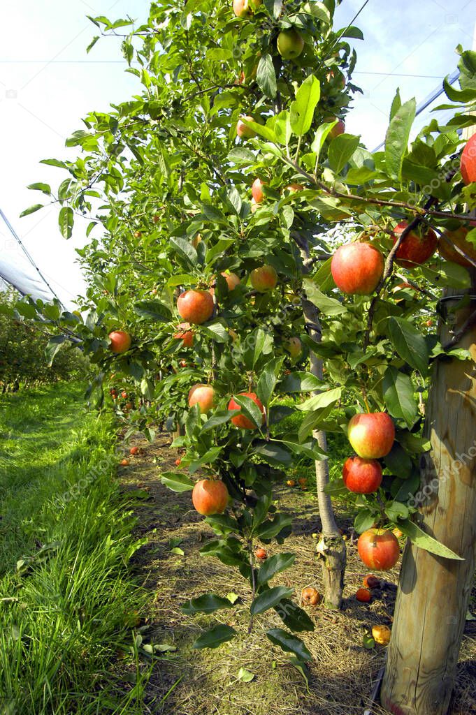 manzano, manzana, fruta, fruta, fruta, planta, planta 2023