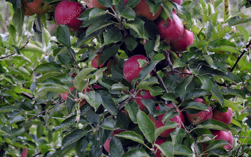 manzano, manzana, fruta, fruta, fruta, planta, plantas 2022