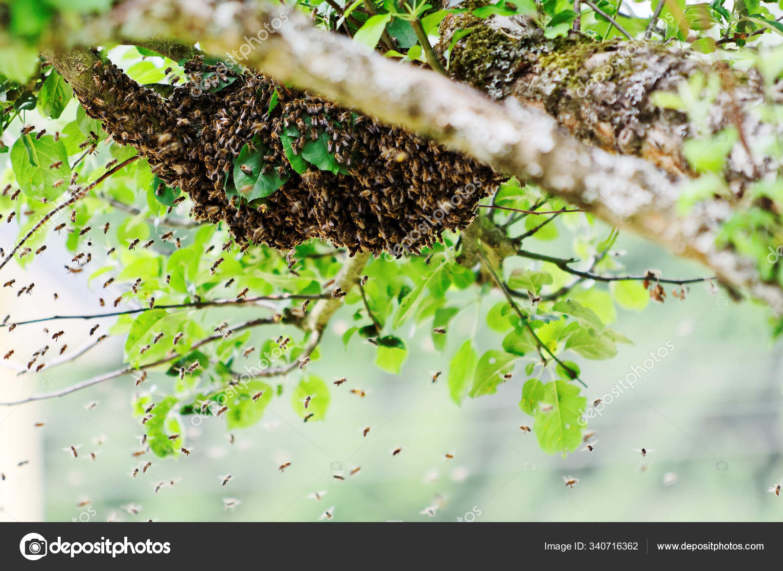 Bees Swarm Tree — Stock Photo © PantherMediaSeller #340716362
