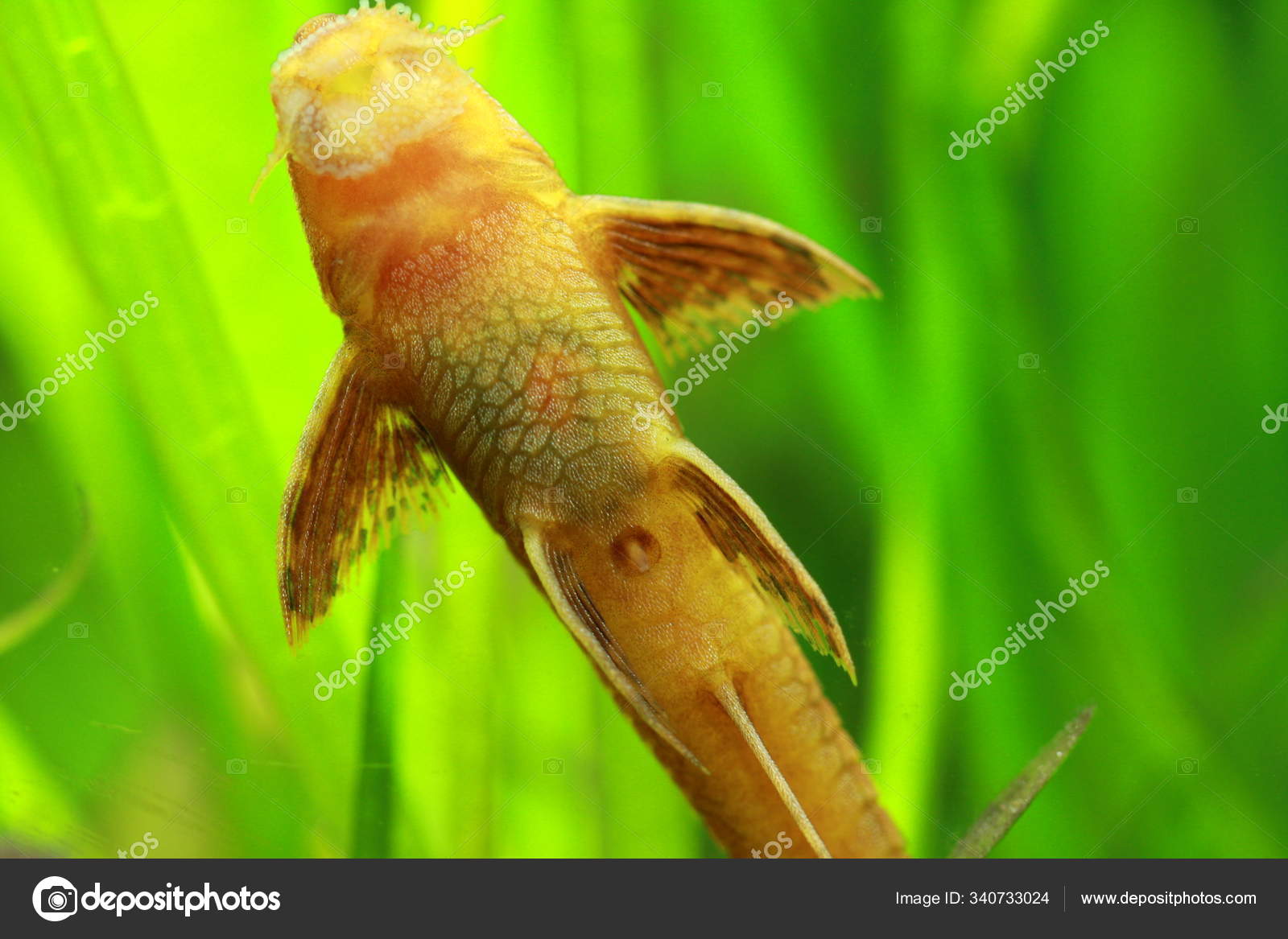 Banded Whiptail Catfish