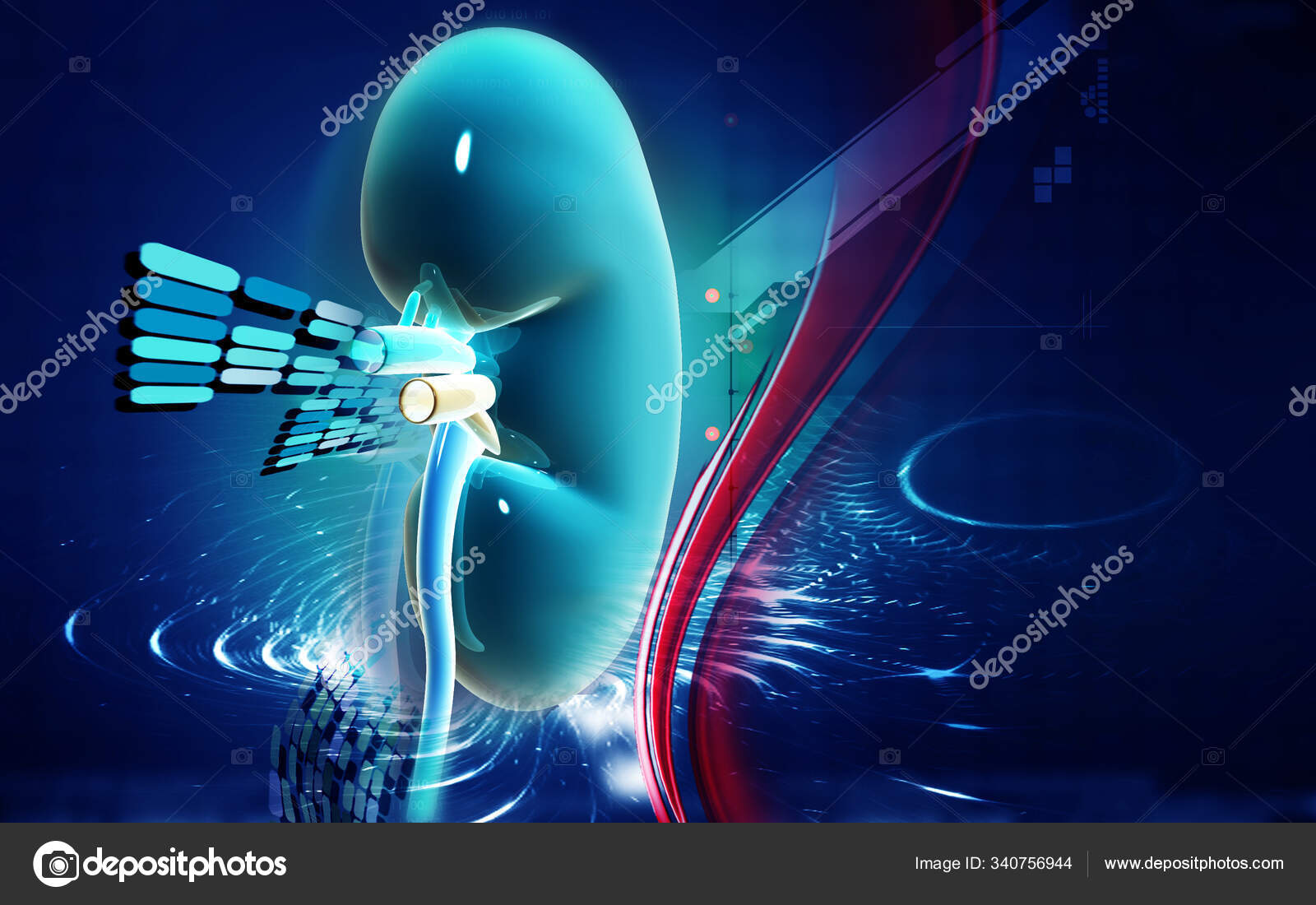 Digital Illustration Kidney Colour Background Stock Photo by ...