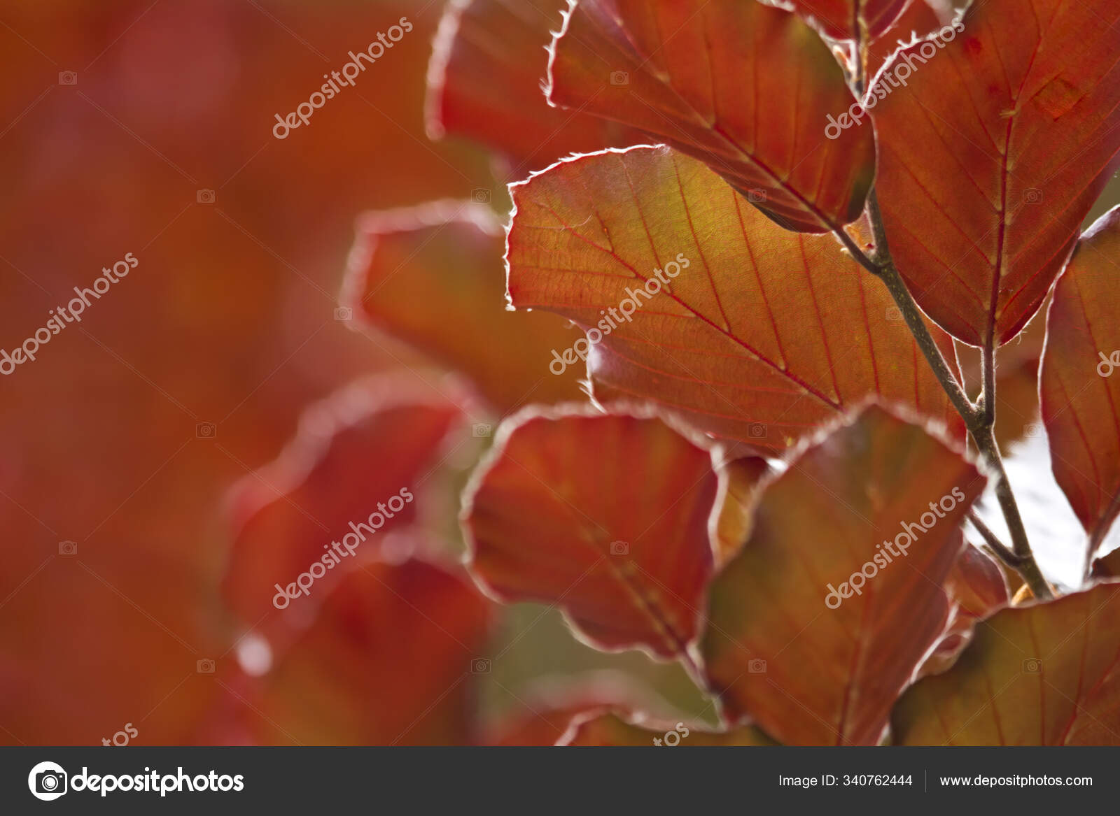 Blood Beech Fagus Sylvatica Purpurea Stock Photo by ©PantherMediaSeller ...