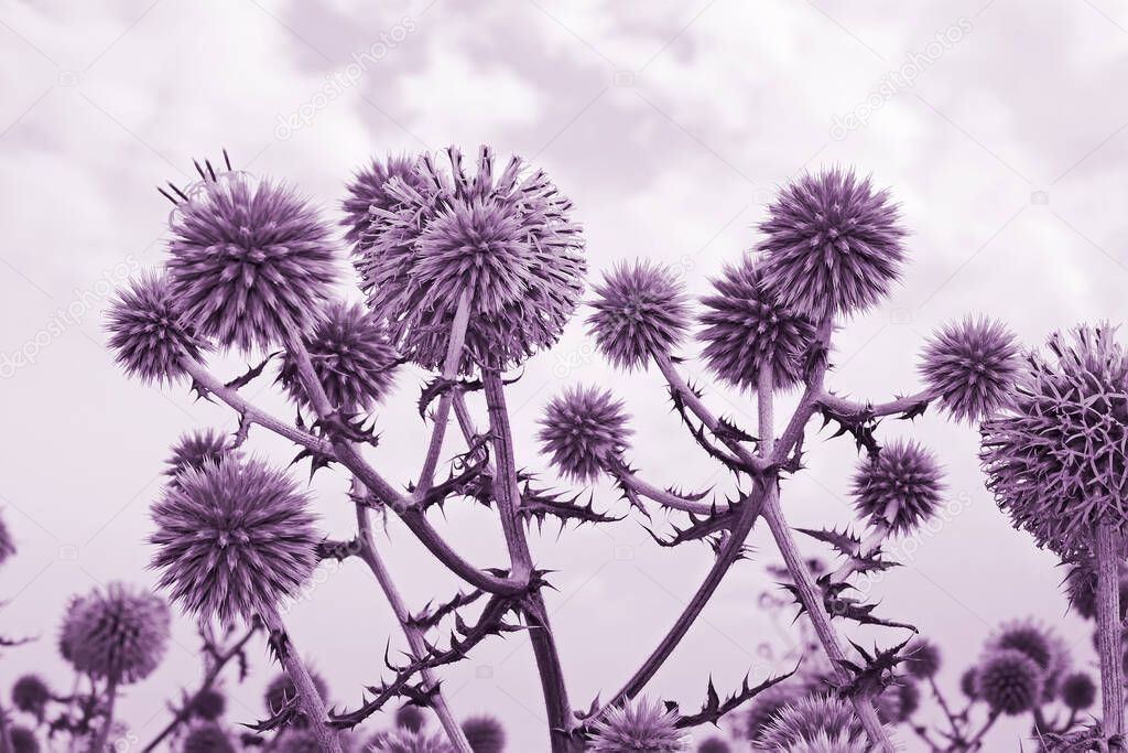 Flores esféricas de cardo (en latín: Echinops ritro) sobre el fondo del ...