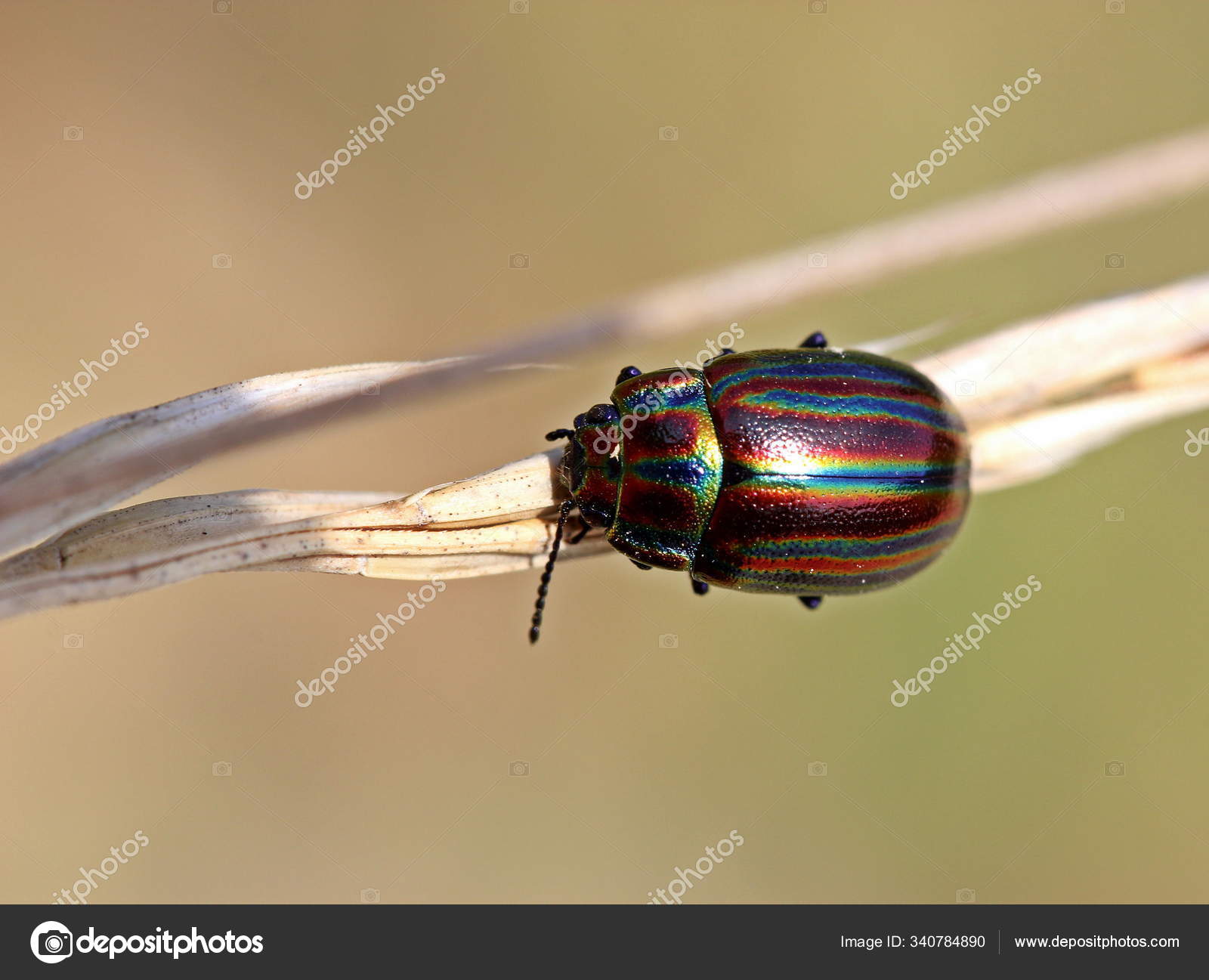 Rainbow Leaf Beetle