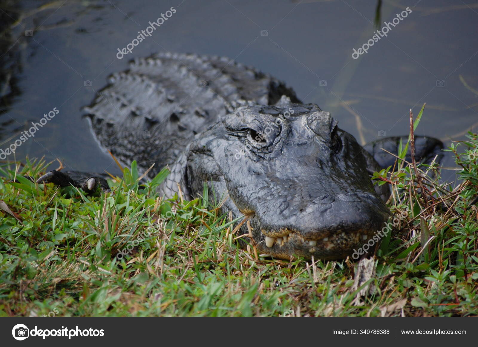 Alligator Crocodiles Wildlife Dangerous Reptile Predator Stock Photo by ...