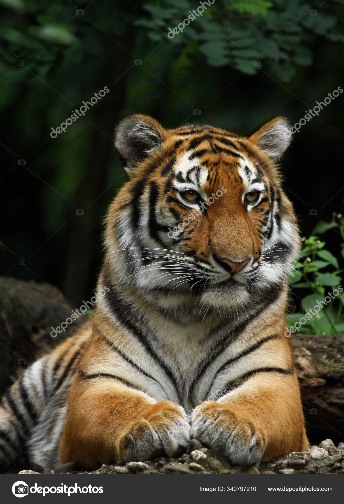 Sibirian Tiger Striped Animal — Stock Photo © PantherMediaSeller #340797210