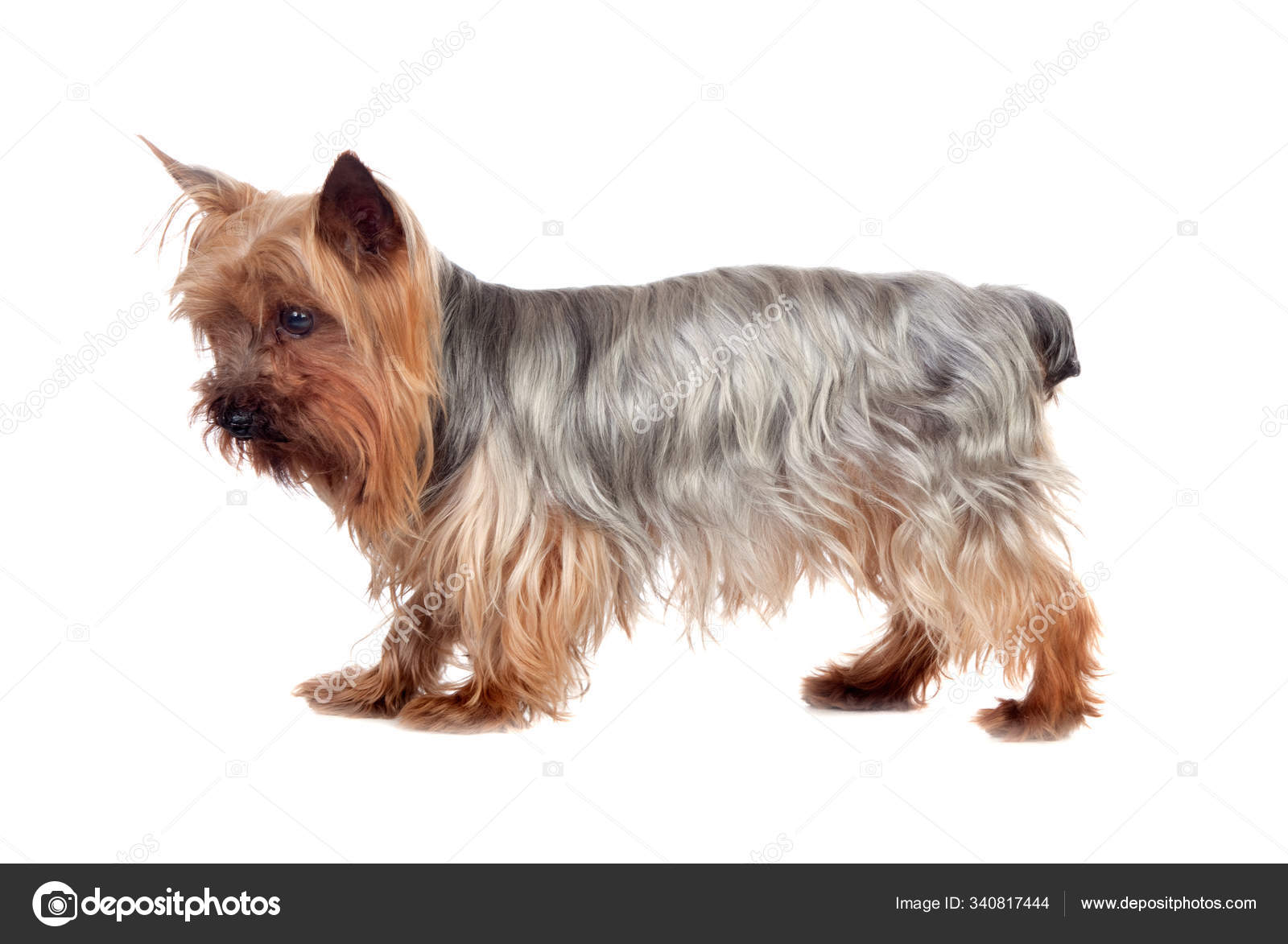 Adorable Yorkshire Isolated White Background Stock Photo by ...