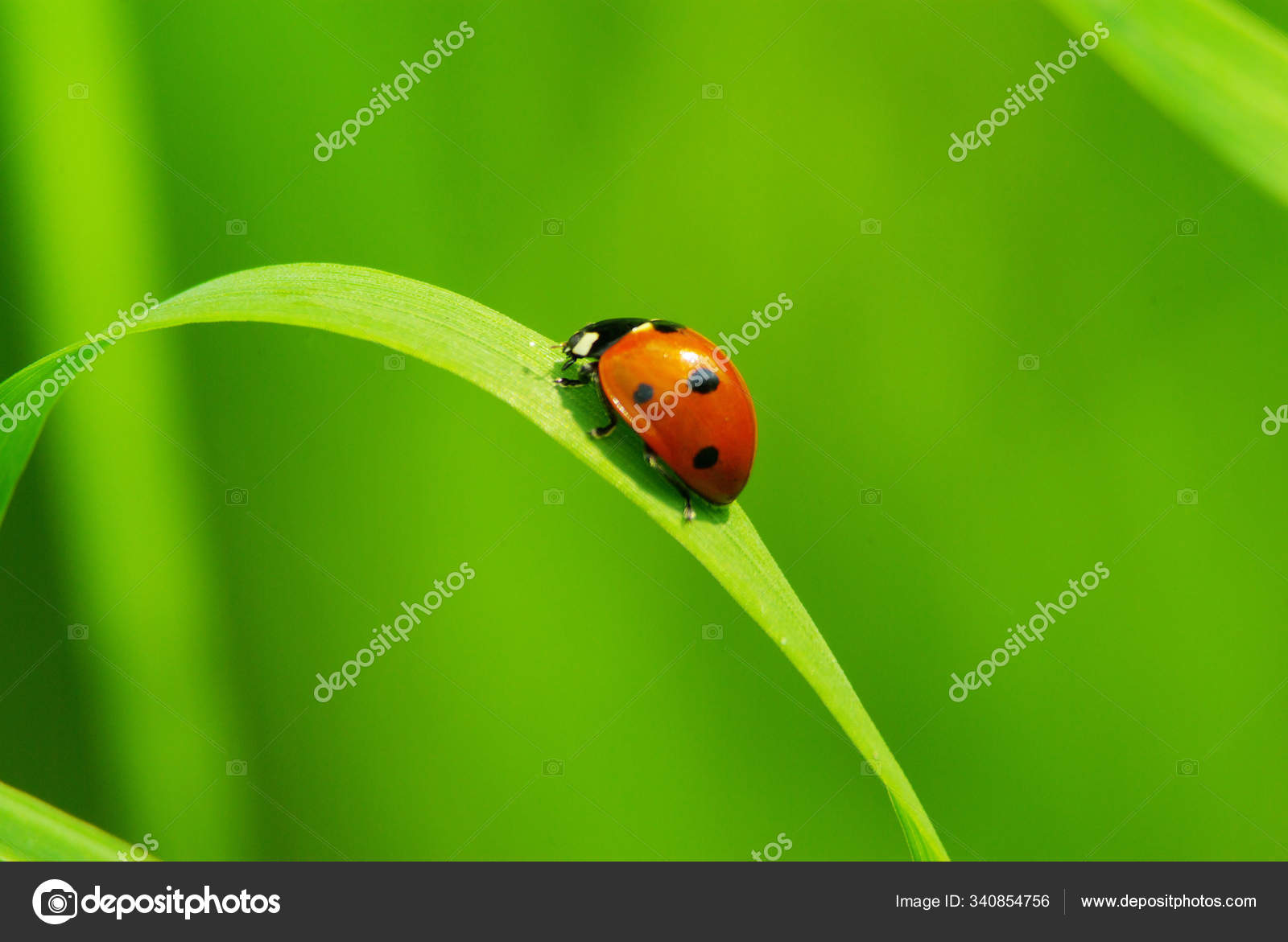 Red Ladybug Green Grass Isolated White — Stock Photo ...