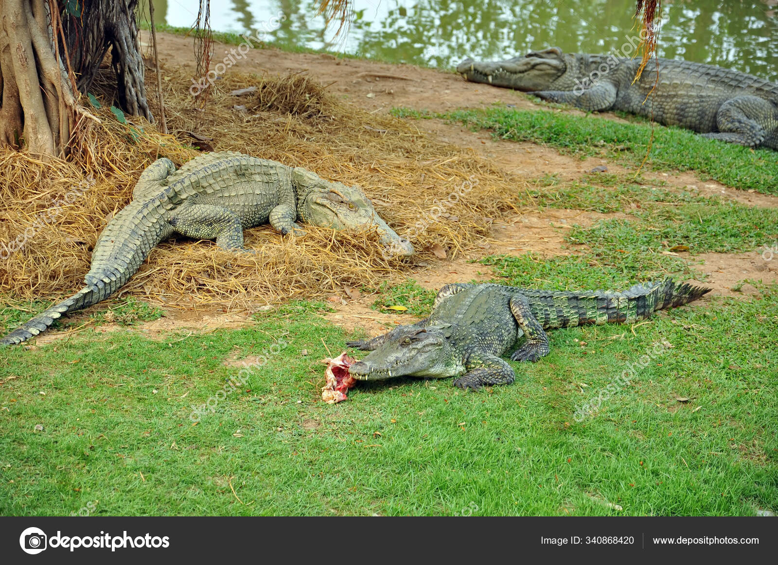 Crocodile Farm Thailand — Stock Photo © PantherMediaSeller #340868420