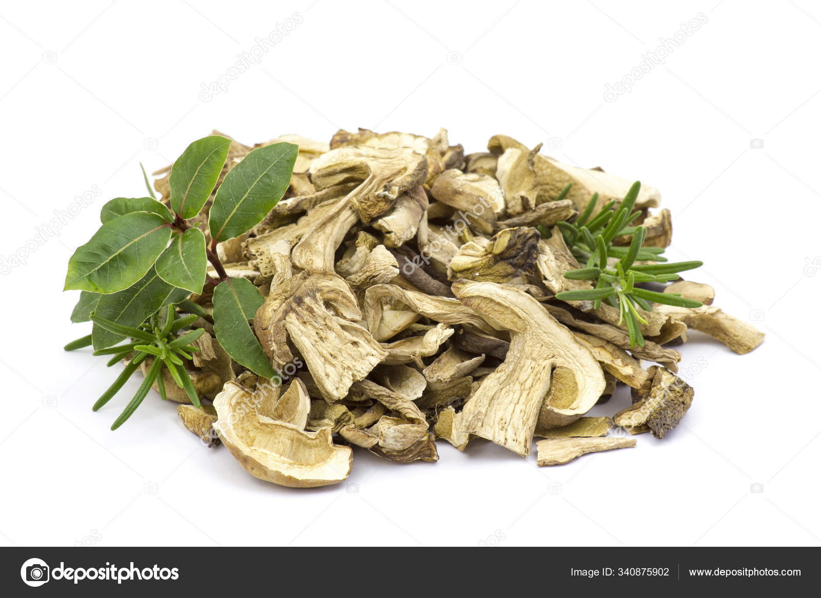 Mushrooms Toadstool Fungus Spore Bearing Fruiting Body — Stock Photo ...
