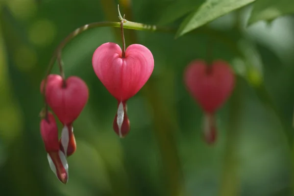Bleeding heart flower Stock Photos, Royalty Free Bleeding heart flower ...