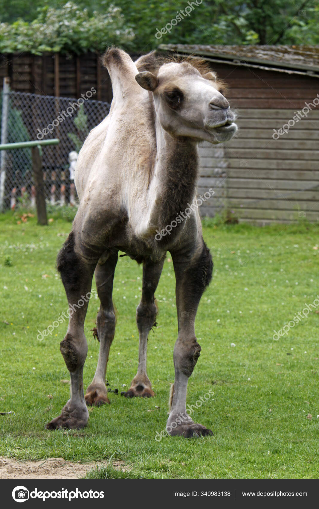 Camel Animal Nature Fauna — Stock Photo © PantherMediaSeller #340983138