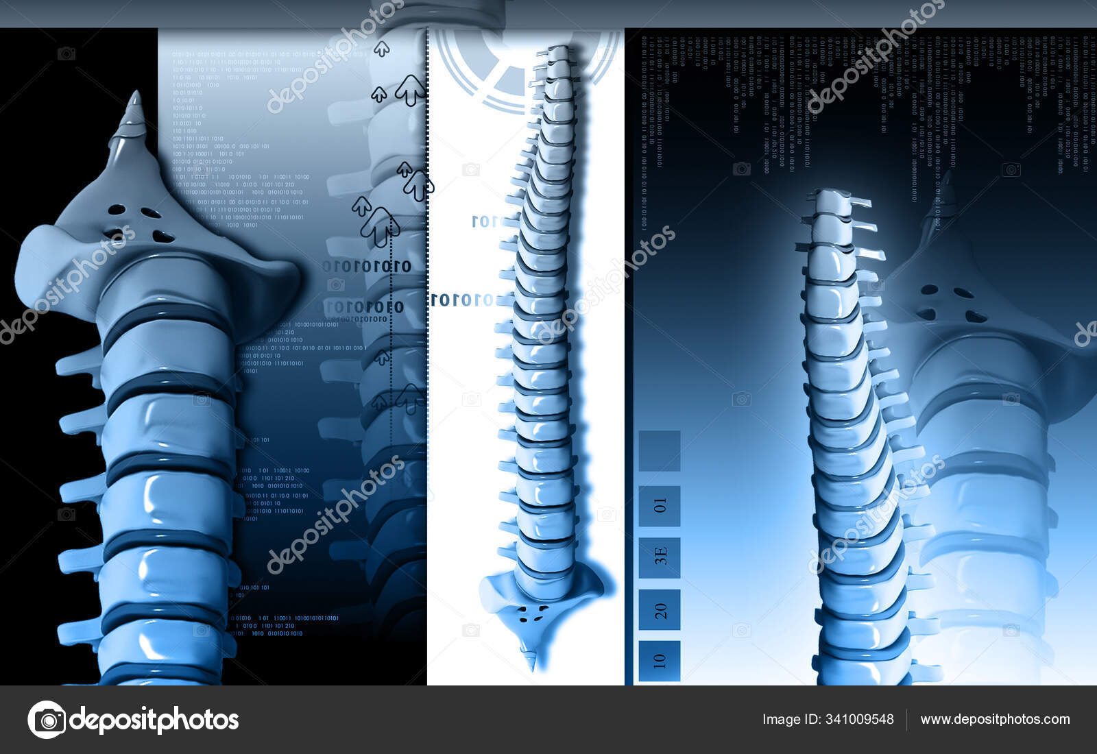 Digital Illustration Back Bone Colour Background — Stock Photo ...