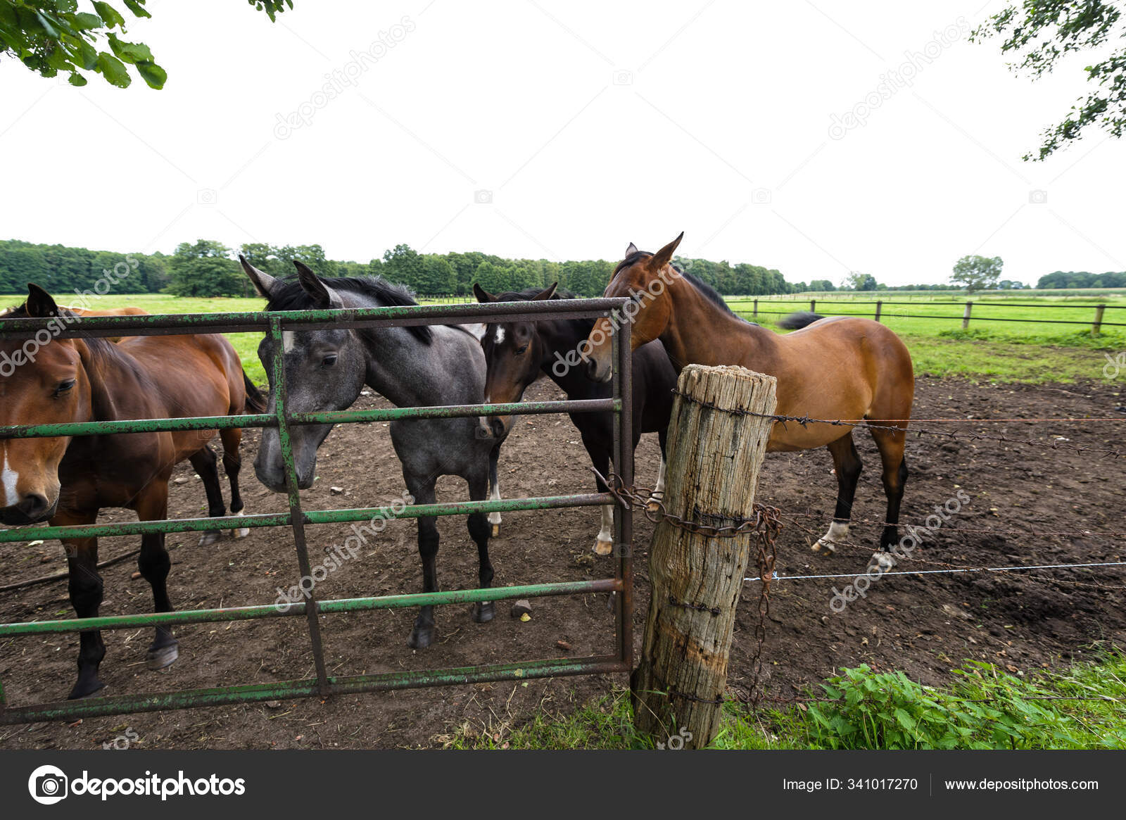 Horses Front Gate Stock Photo by ©PantherMediaSeller 341017270