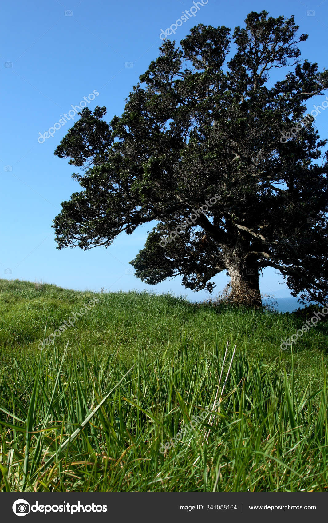 Lonely Old Tree Green Grass Pasture Stock Photo by ©PantherMediaSeller ...