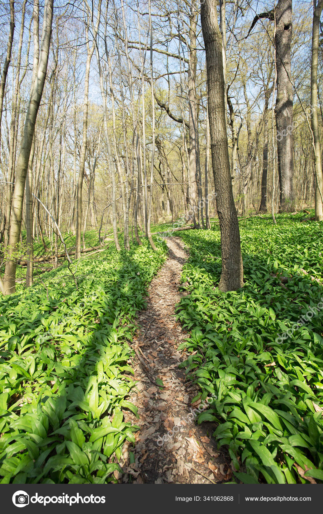 Forest Path Nature Recreation Hiking Stock Photo by ©PantherMediaSeller ...