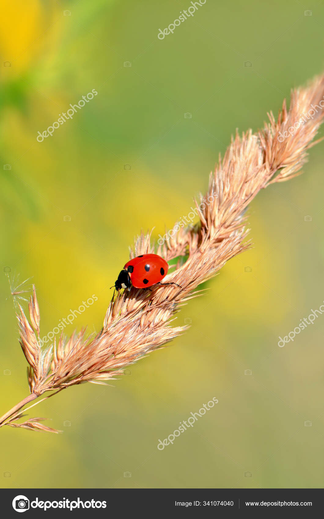 Closeup View Little Ladybird Insect — Stock Photo © PantherMediaSeller ...