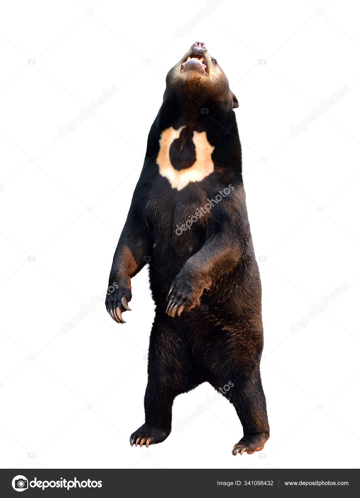 Oso Solar Malayo Aislado Sobre Fondo Blanco — Foto de stock ...