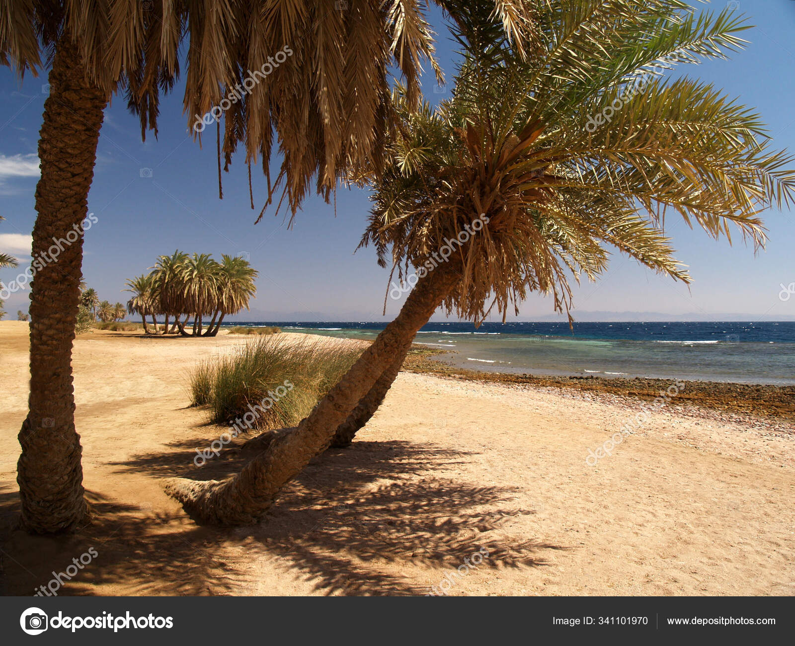 Beach Palm Trees Dahab Egypt — Stock Photo © PantherMediaSeller #341101970