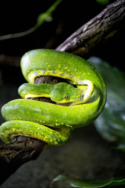 Green tree python snake ⬇ Stock Photo, Image by © mcgphoto #2425774