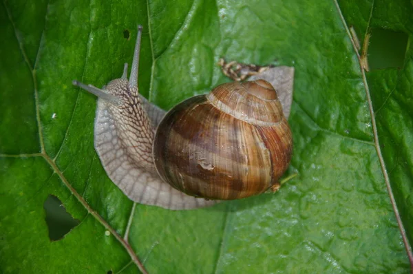Indian snail Stock Photos, Royalty Free Indian snail Images | Depositphotos