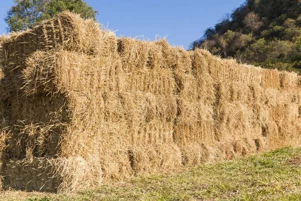 Straw fort Stock Photos, Royalty Free Straw fort Images | Depositphotos
