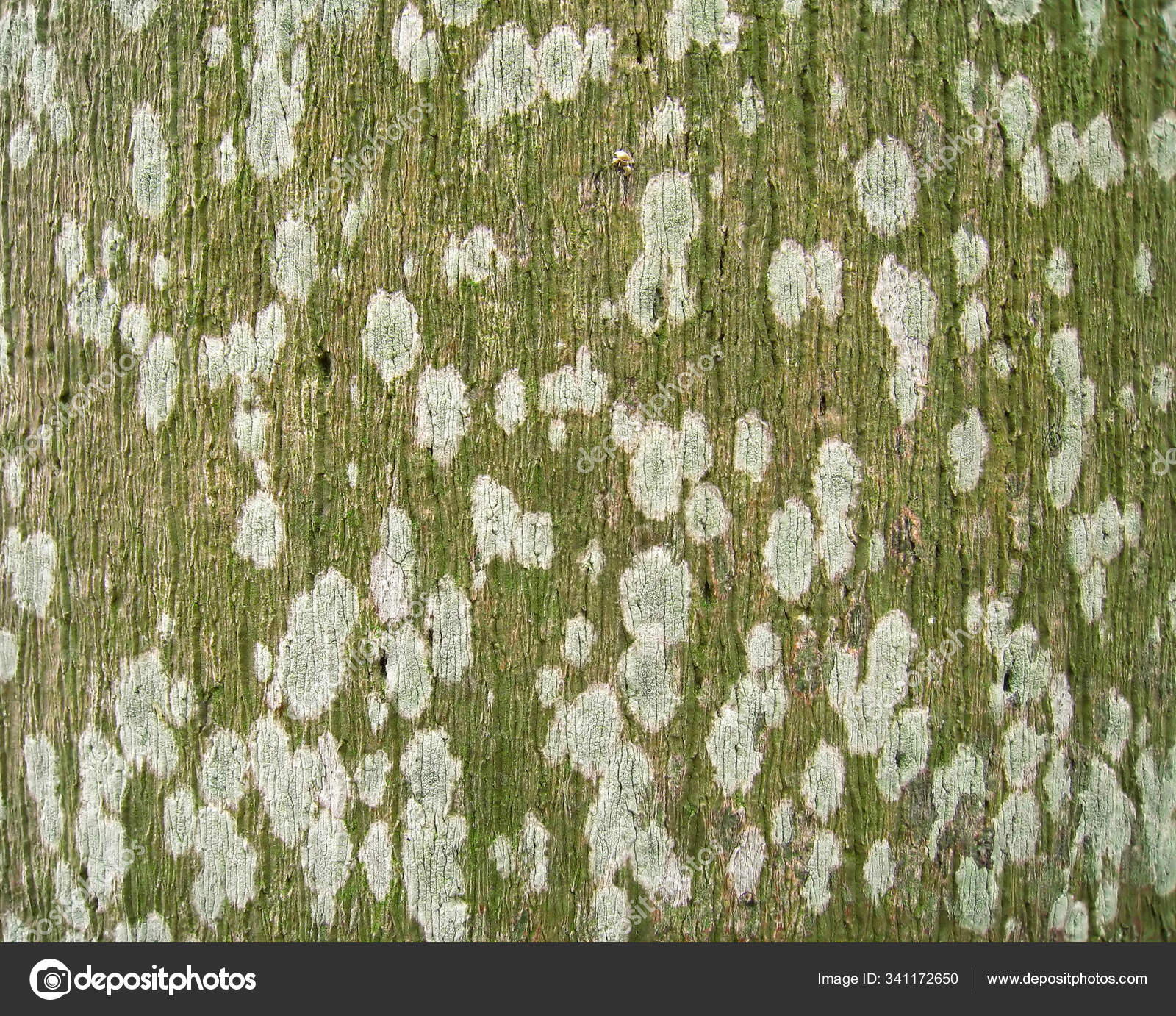 Palm Tree Bark Strange Beautiful White Dots — Stock Photo ...