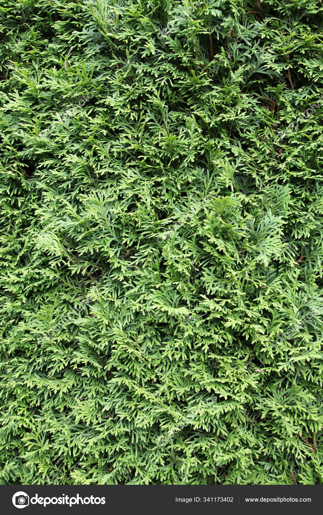 Photo Shows Part Conifer Hedge Stock Photo by ©PantherMediaSeller 341173402