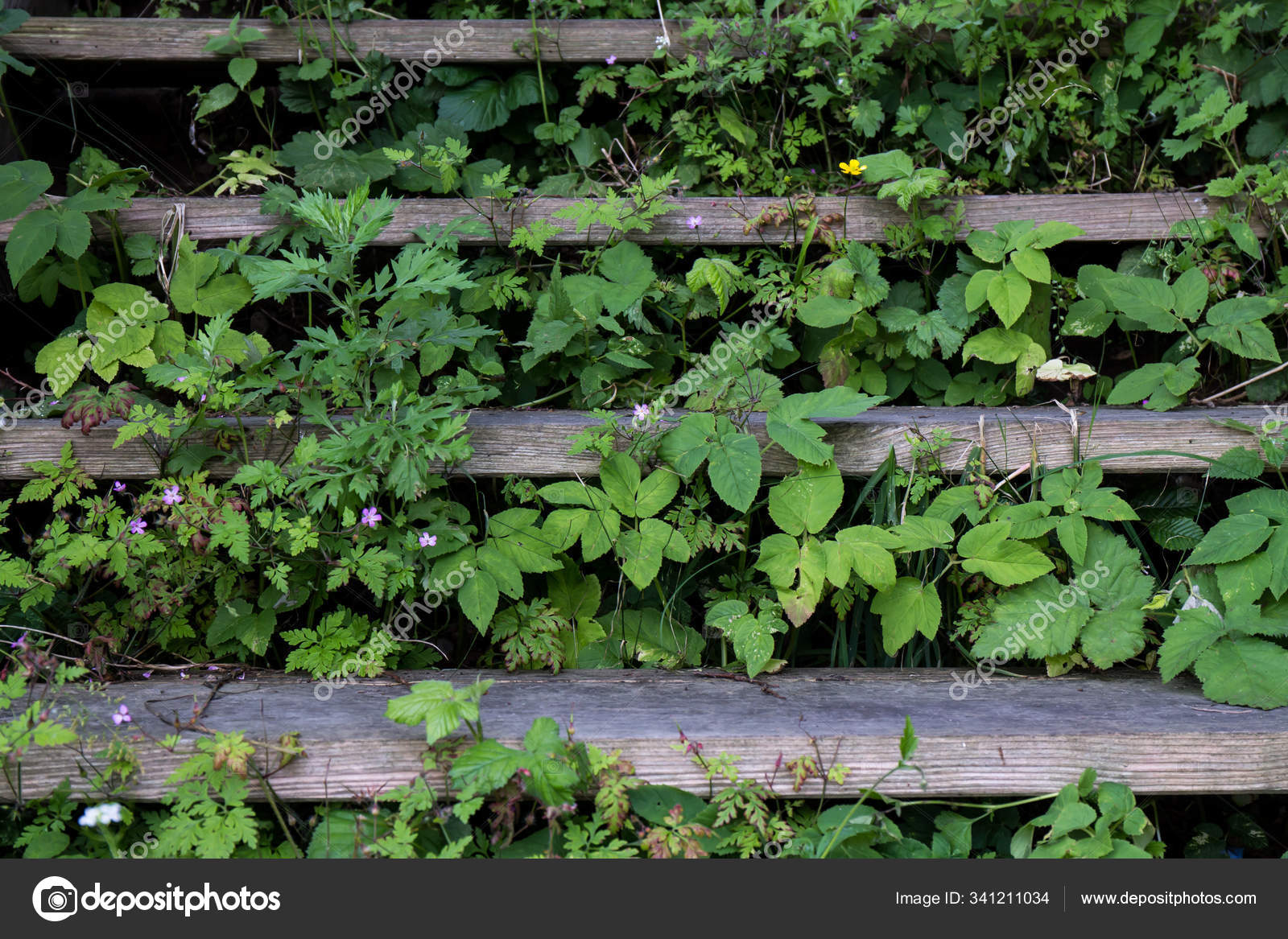 Beautiful Foliage Forest Nature Background Stock Photo by ...
