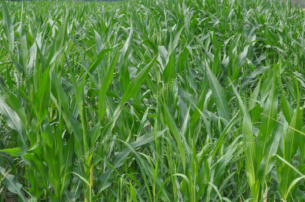 Plantas de ma z tambi n conocidas como plantas de ma z 2024